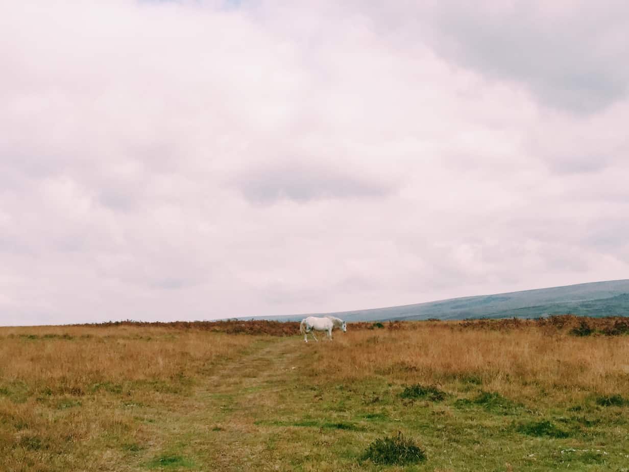 A Dartmoor Walk, Shaugh Bridge and Dewerstone - Endless Distances