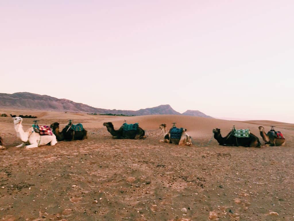 A Night in the Sahara Desert: Best Marrakech Tours to Sahara Desert