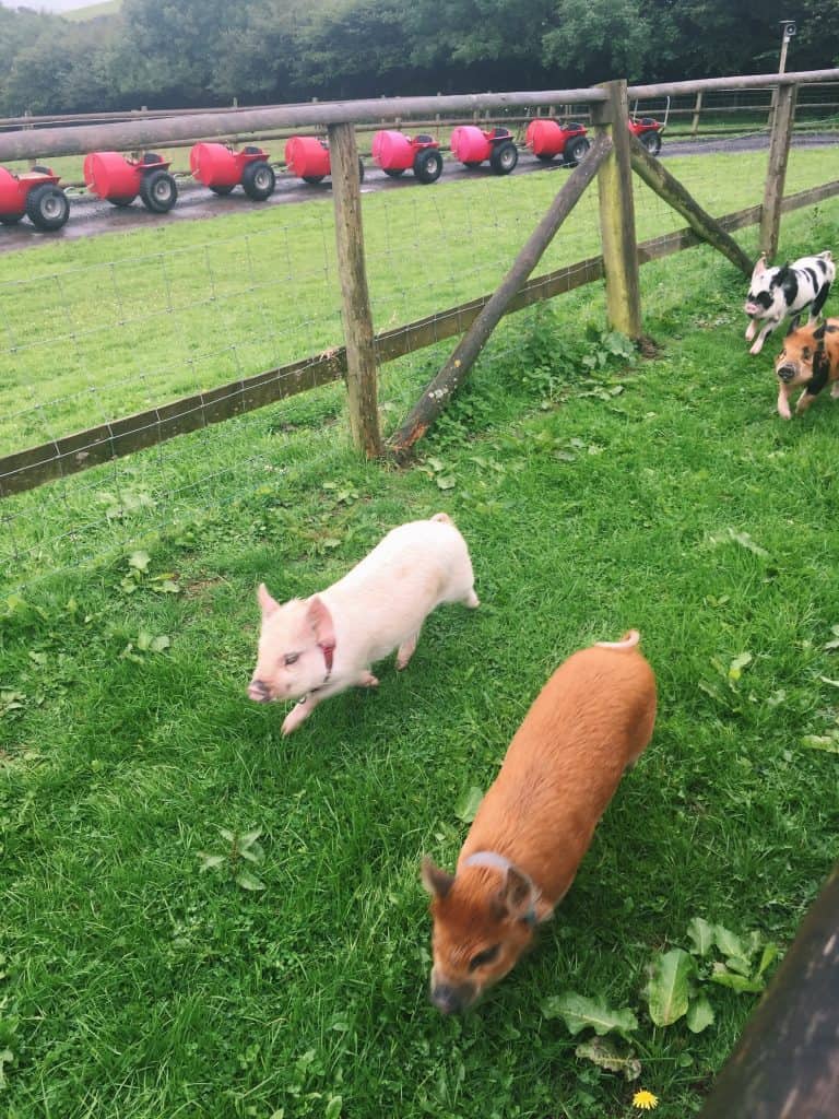 Pennywell Farm: Cuddle Mini Pigs in Devon, England!