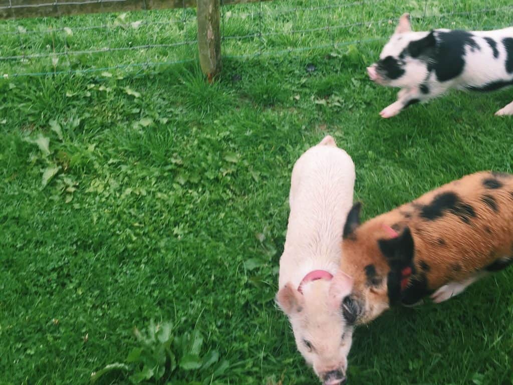 Pennywell Farm: Cuddle Mini Pigs in Devon, England!