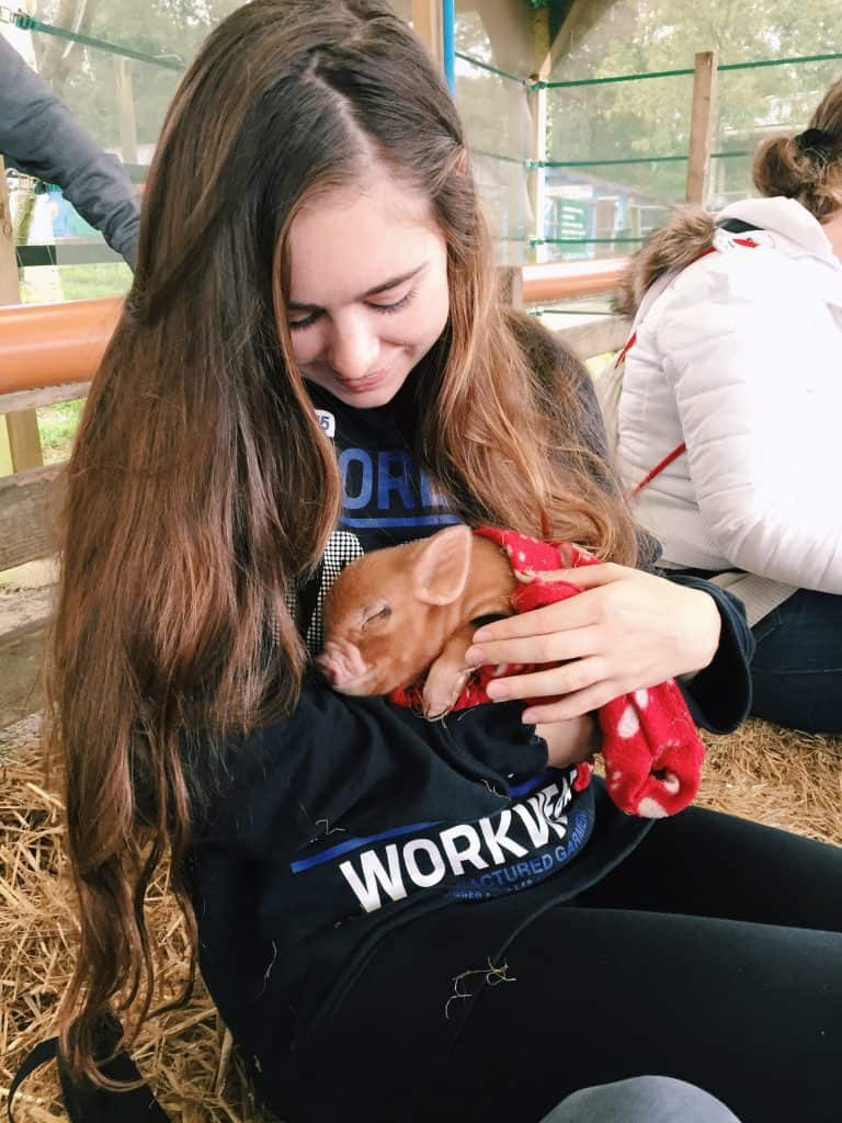 Pennywell Farm: Cuddle Mini Pigs in Devon, England!