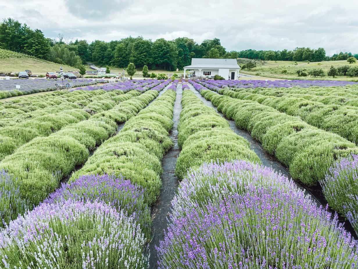 10 Best Old Mission Peninsula Wineries You Need to Visit