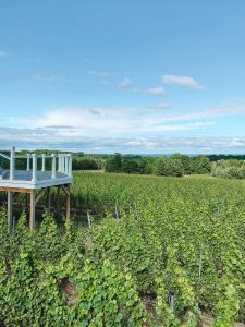 10 Best Old Mission Peninsula Wineries You Need to Visit