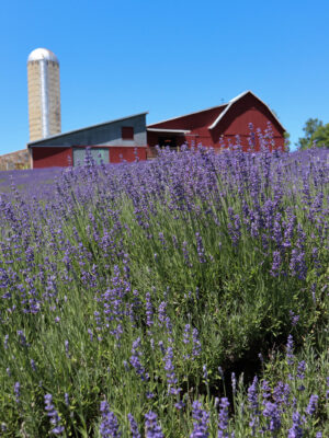 17 Amazing Lavender Farms in Michigan You Must Visit This Summer