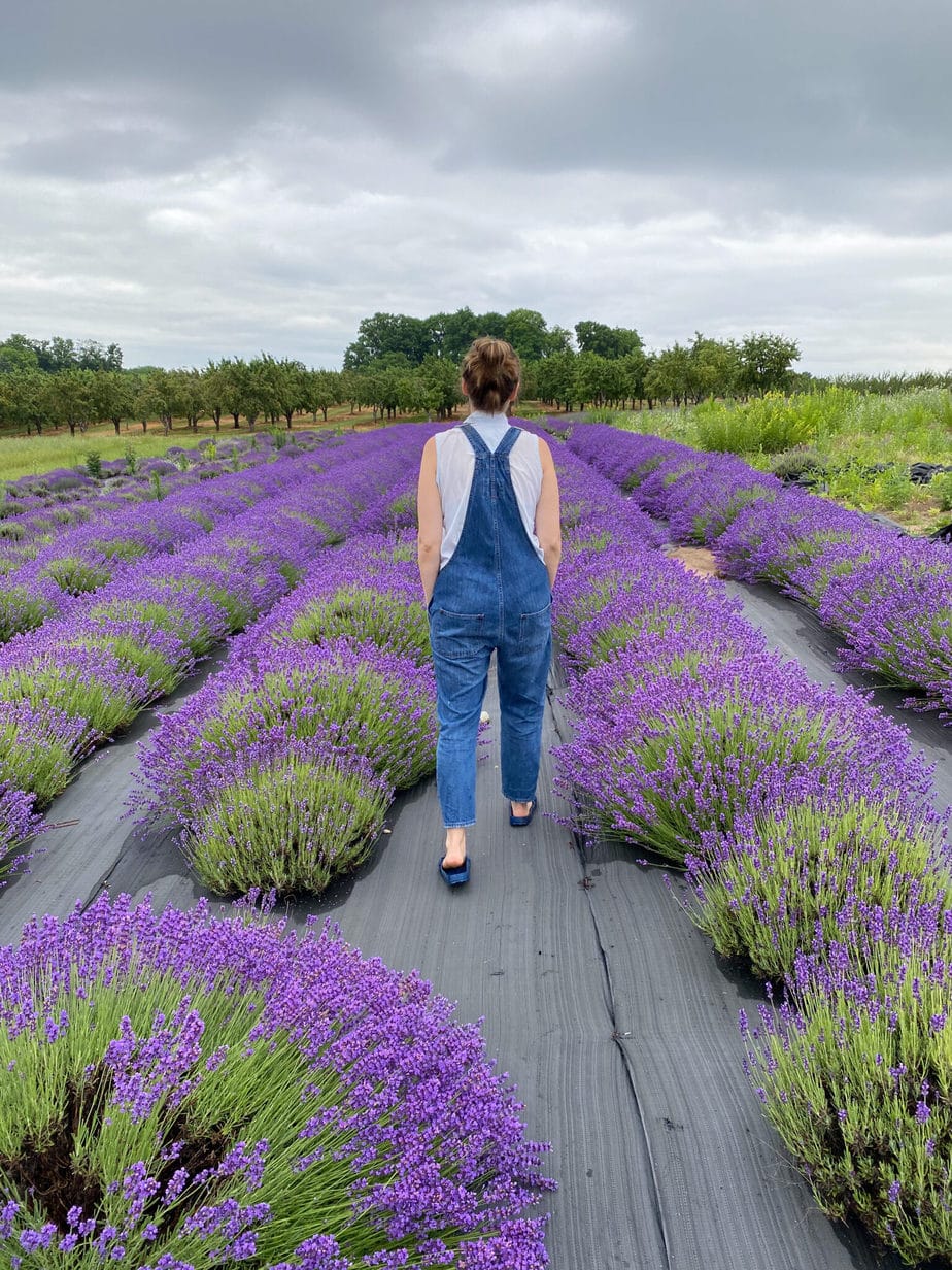 17 Amazing Lavender Farms in Michigan You Must Visit This Summer