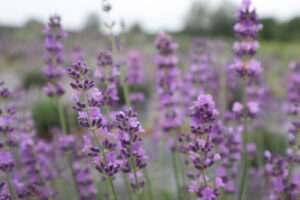 17 Amazing Lavender Farms in Michigan You Must Visit This Summer