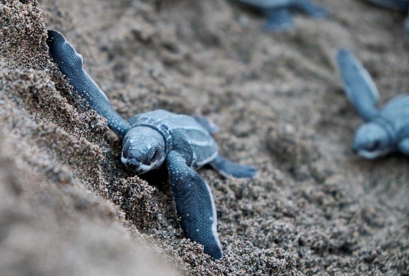 How to See Nesting Sea Turtles in Florida on a Turtle Walk